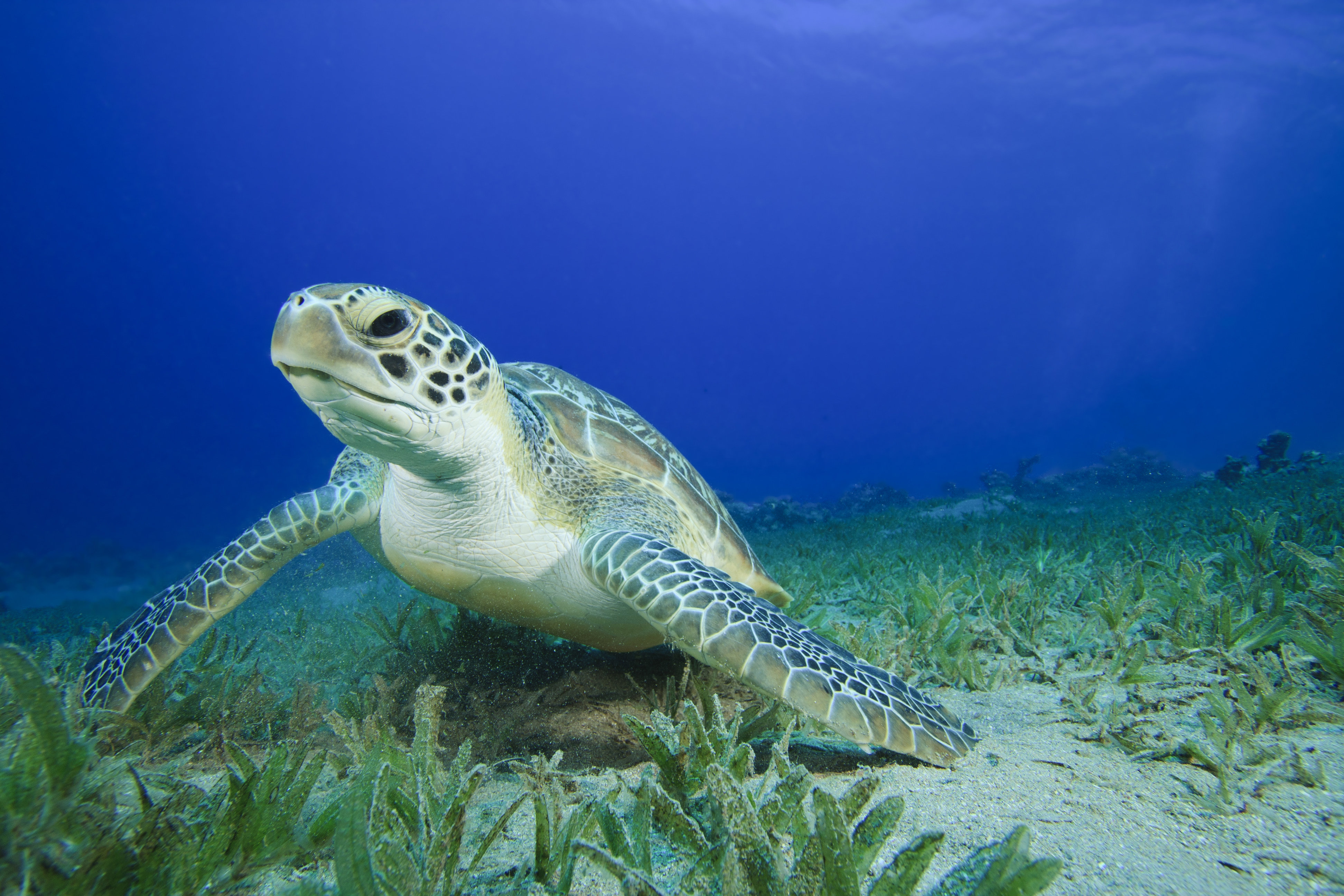 Bay Isle Home™ Green Sea Turtle by Richcarey - Wrapped Canvas ...