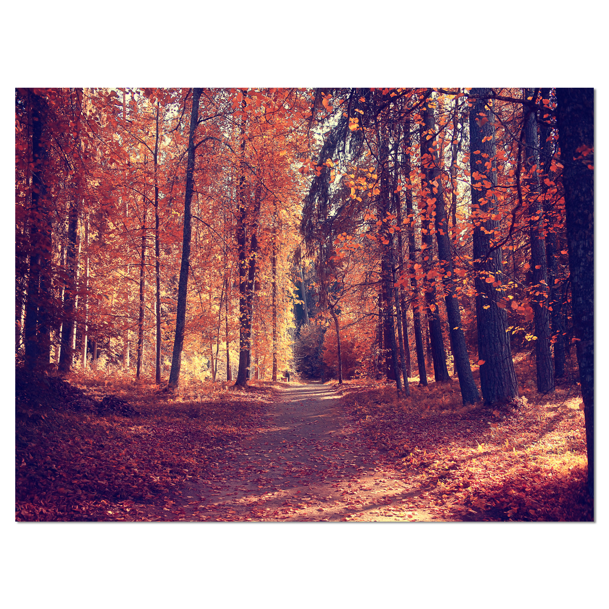 Design Art Thick Woods in Colorful Fall Forest - Wrapped Canvas ...