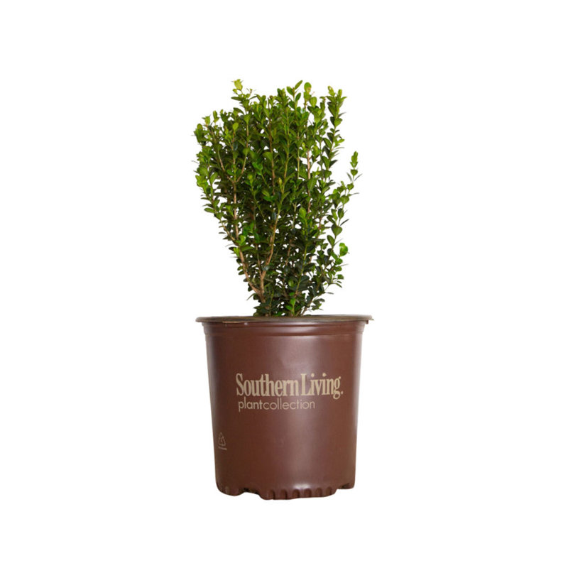 Southern Living Plant Collection 2.5 Qt. Baby Gem Boxwood - Compact ...