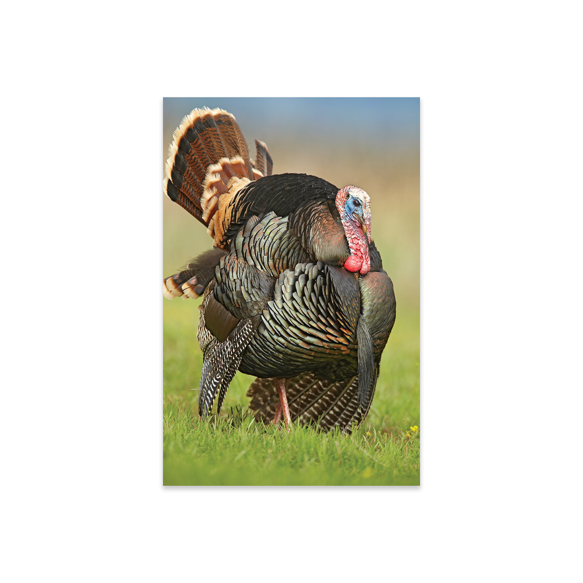 Latitude Run® Halfred Wild Turkey Male In Courtship Display, Palo Duro ...