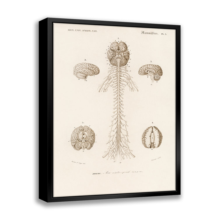 ATX Art Group LLC Human Brain Illustration Framed On Canvas by Stanley ...