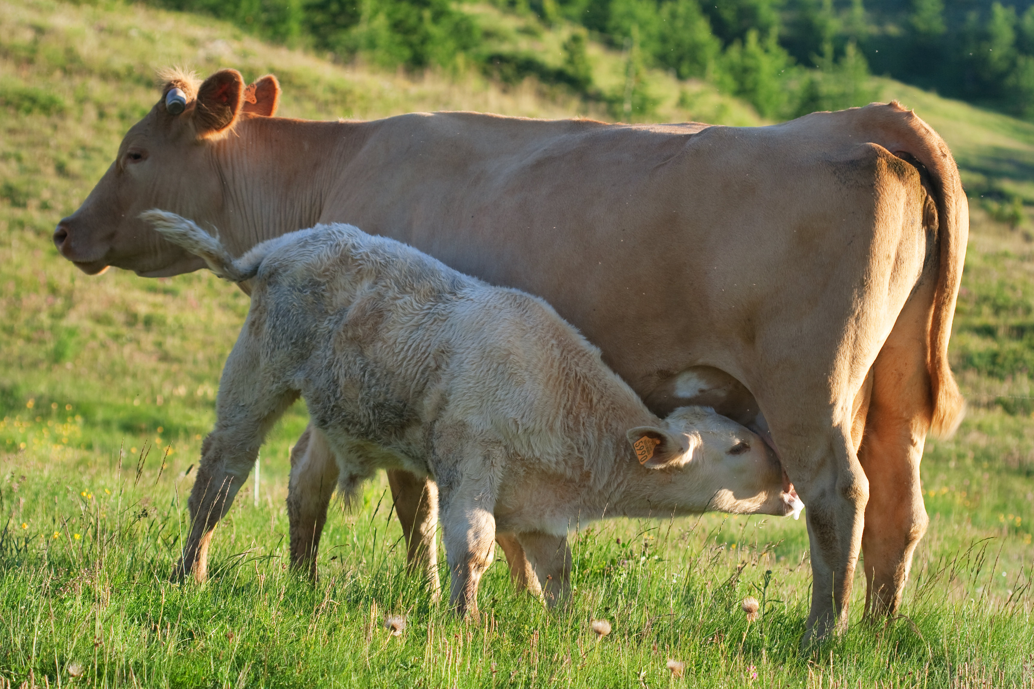 Gracie Oaks Cow in a Prairie by Chrisroll - Wrapped Canvas Photograph ...