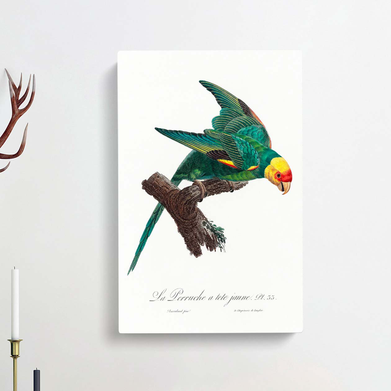 East Urban Home Yellow-Crowned Parakeet by F. Levaillant - Wrapped ...