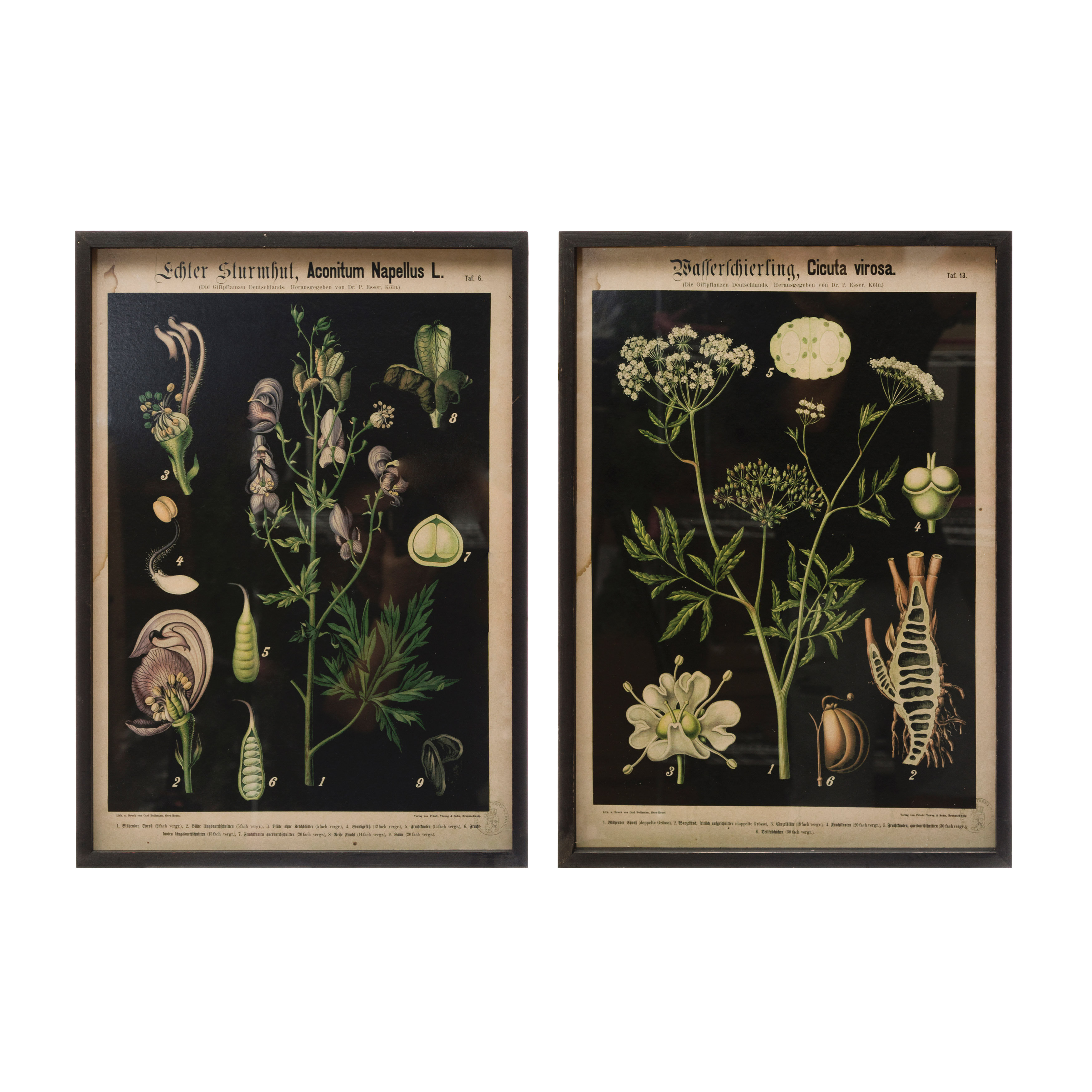 August Grove® Wood Framed Botanical Wall Decor Portrait | Wayfair
