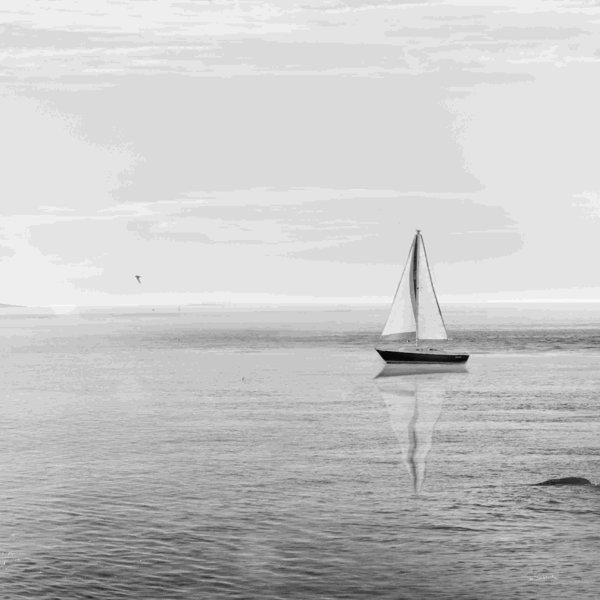 Longshore Tides Evening Sail Black And White On Canvas by Sue Schlabach ...
