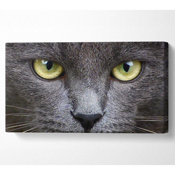 Ebern Designs Smokey Grey Cat - Wrapped Canvas Art Prints | Wayfair.co.uk