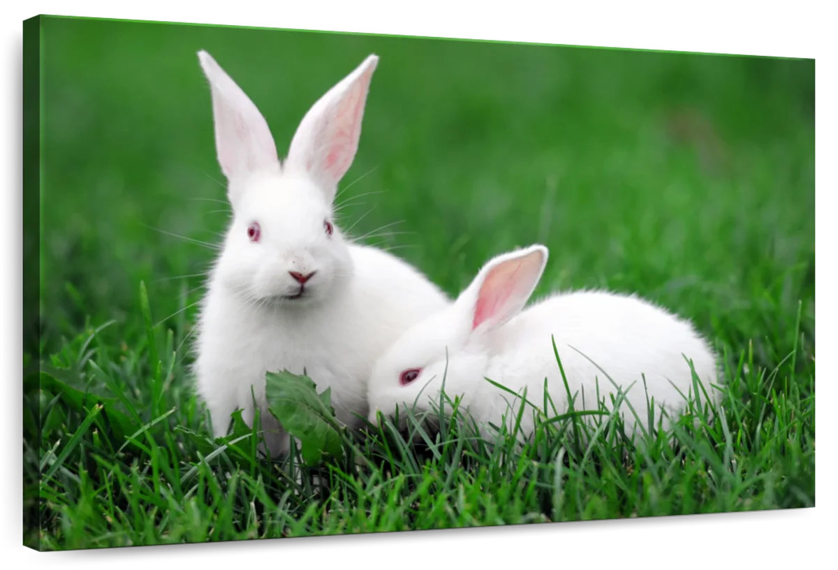 Ebern Designs Two Albino Rabbits | Wayfair