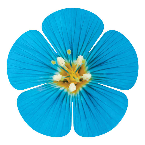 Ebern Designs Tulips - Wrapped Canvas Photograph | Wayfair