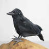 The Holiday Aisle® 3 Pack Realistic Crows Handmade Black Feathered Crow ...