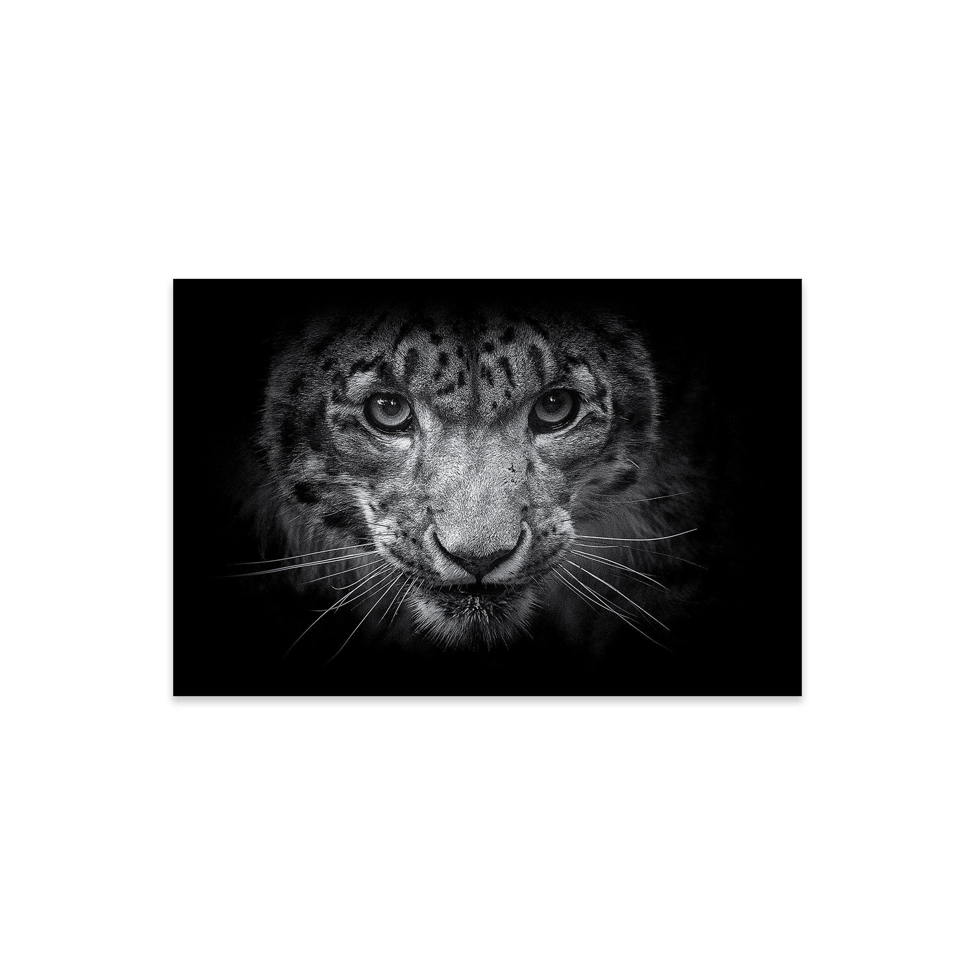 Ebern Designs Snow Leopard In Black And White by David Whelan Painting ...