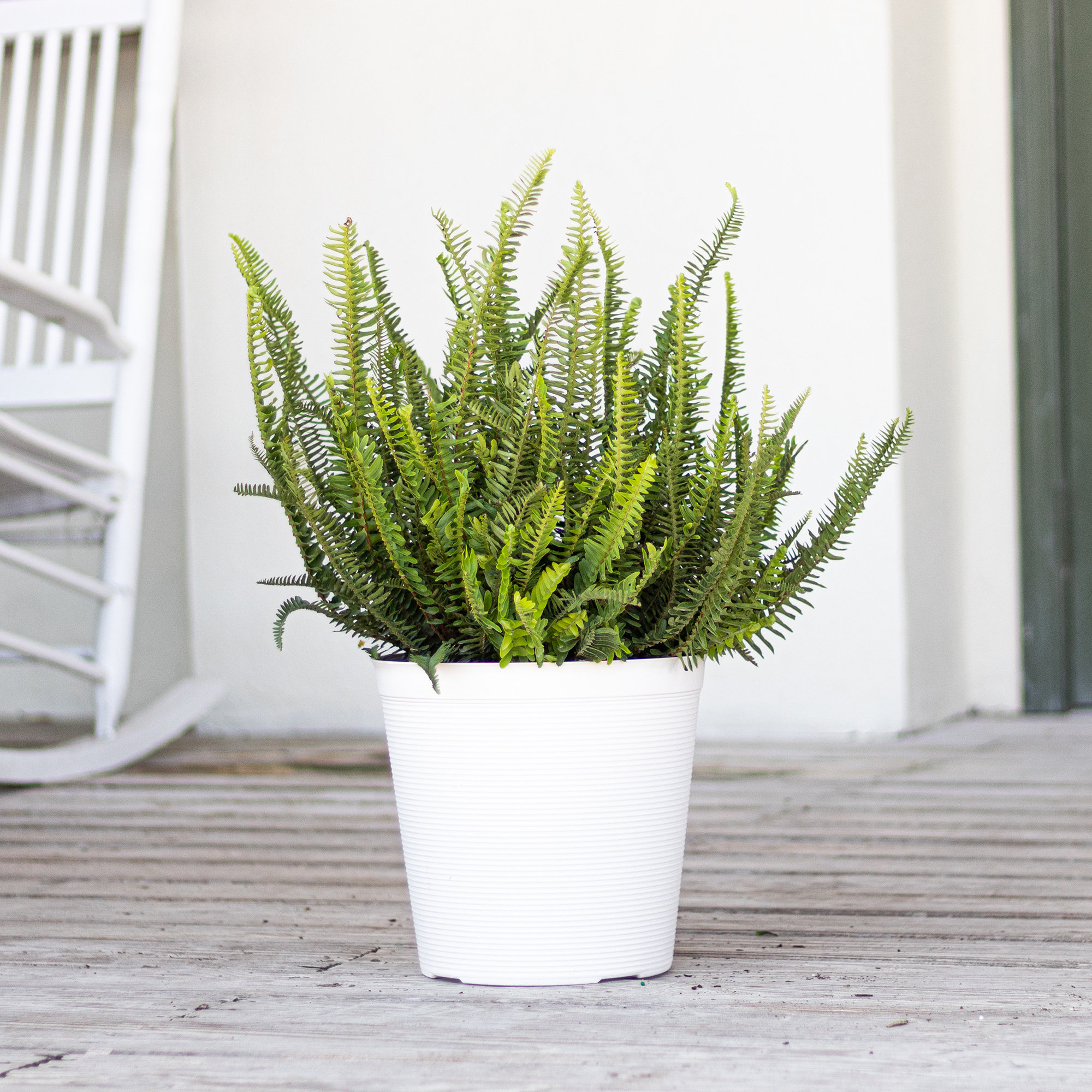 United Nursery Live Fern Plant in Nursery Pot | Wayfair