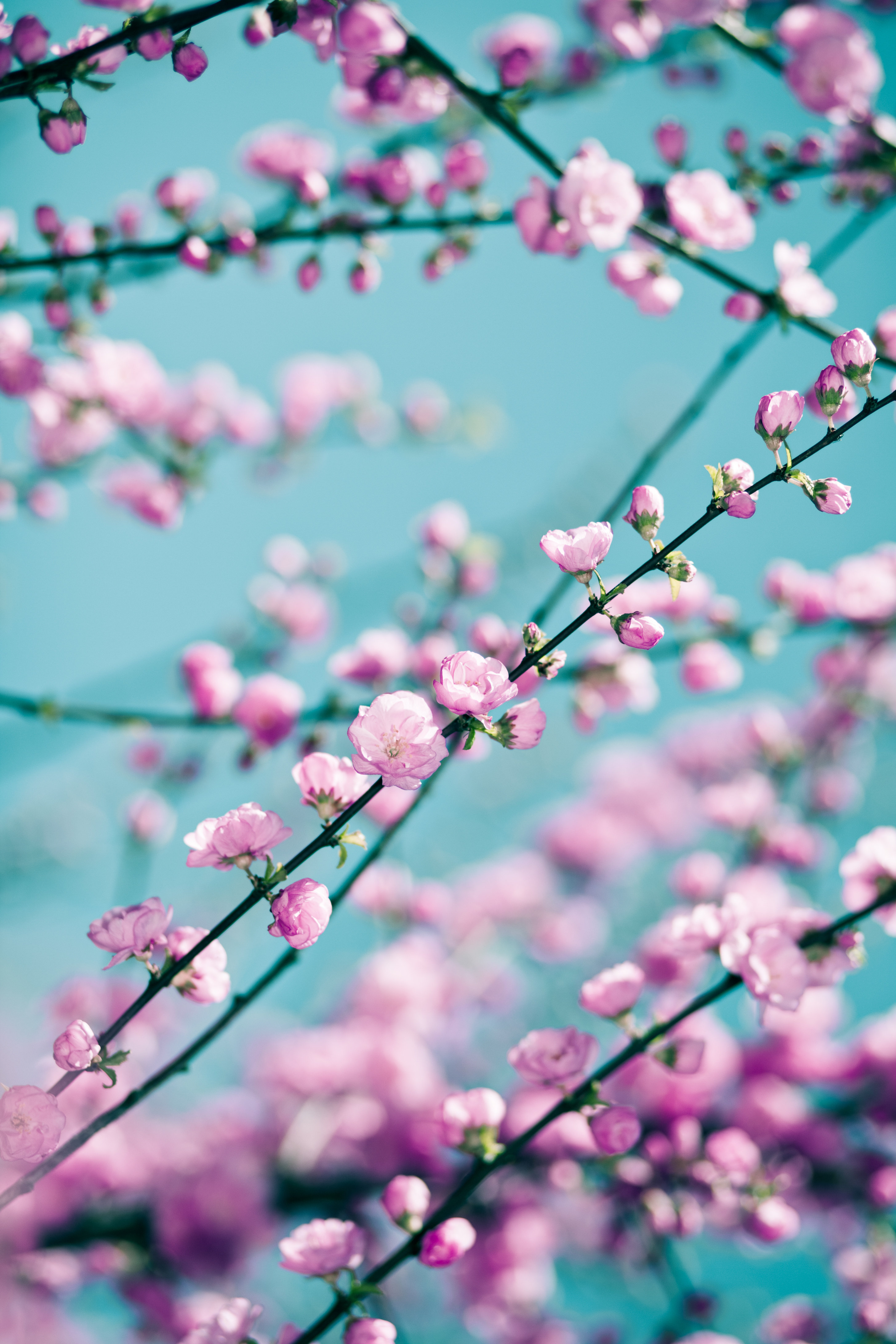 Ebern Designs Tender Pink Sakura Background - Wayfair Canada