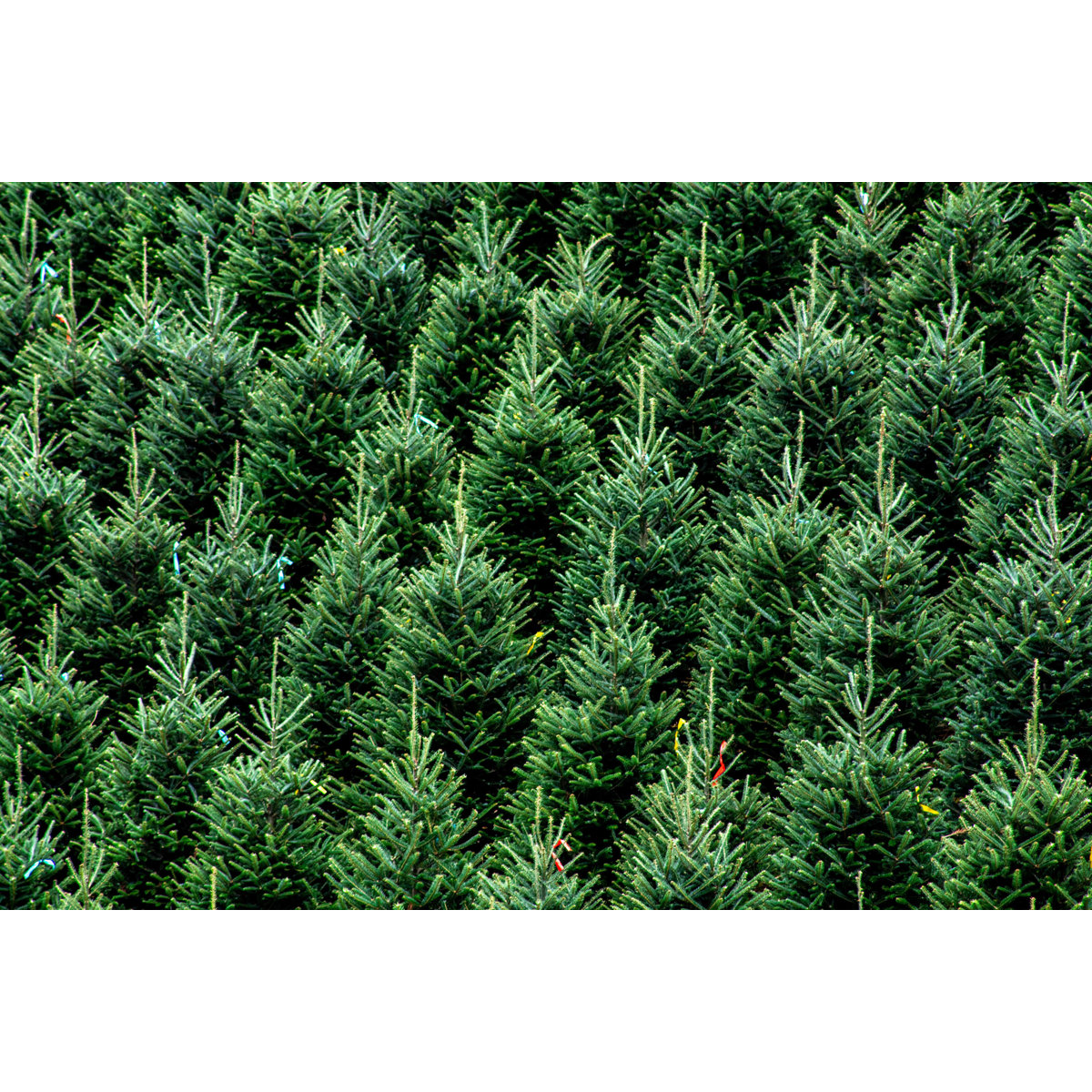 The Holiday Aisle® «Christmas Trees» par Tim Pennington - Photographie ...