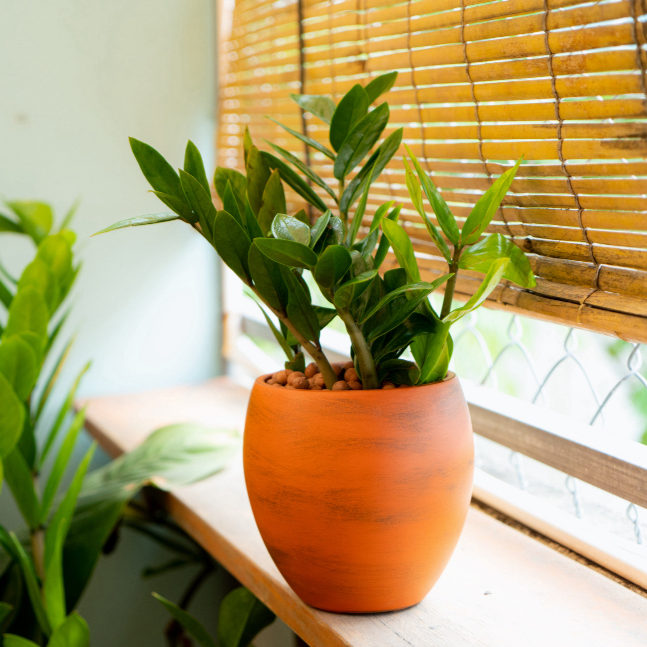 Millwood Pines Delcina Plastic Pot Planter & Reviews - Wayfair Canada