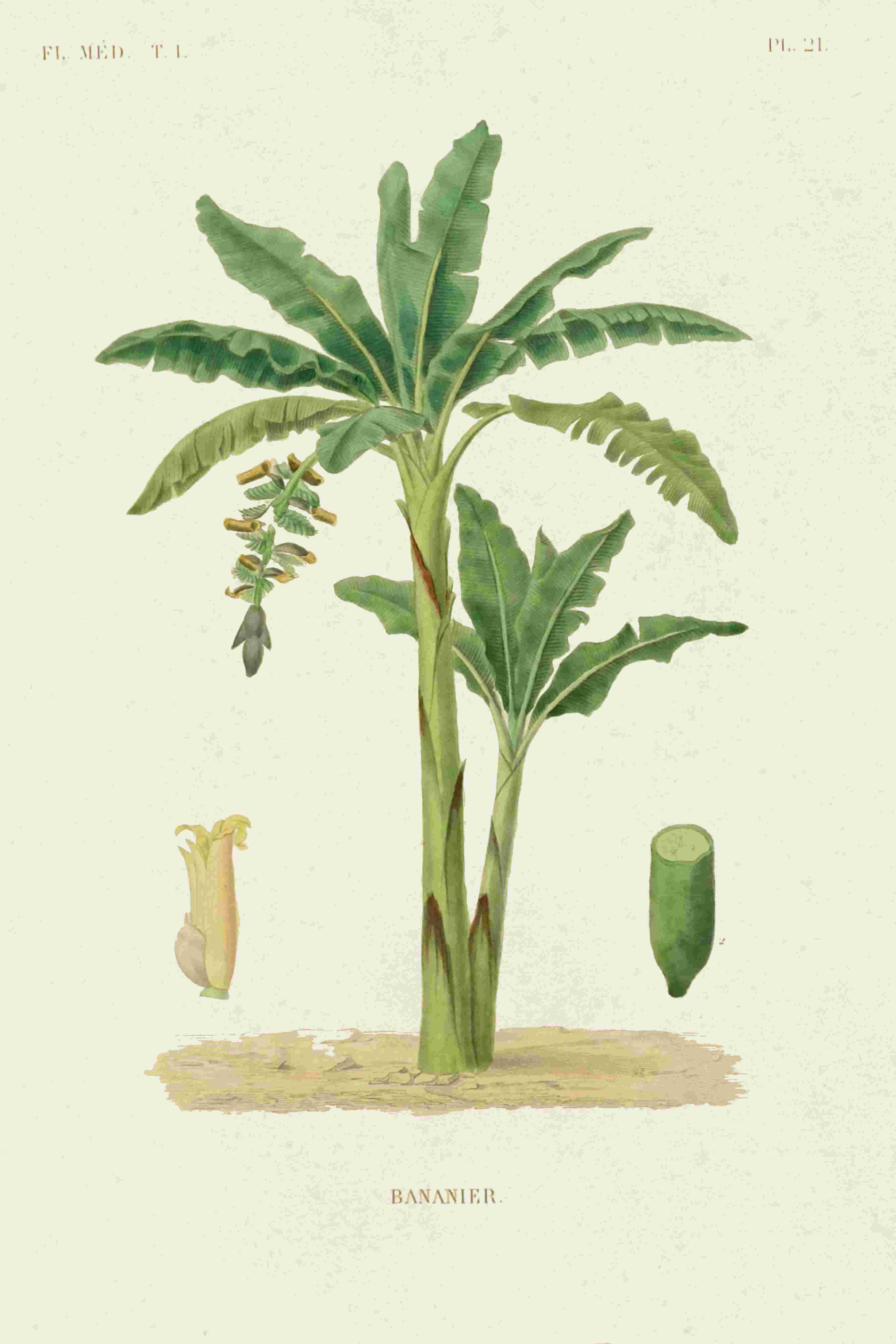 Bay Isle Home™ Antique Tree With Fruit III - Wayfair Canada