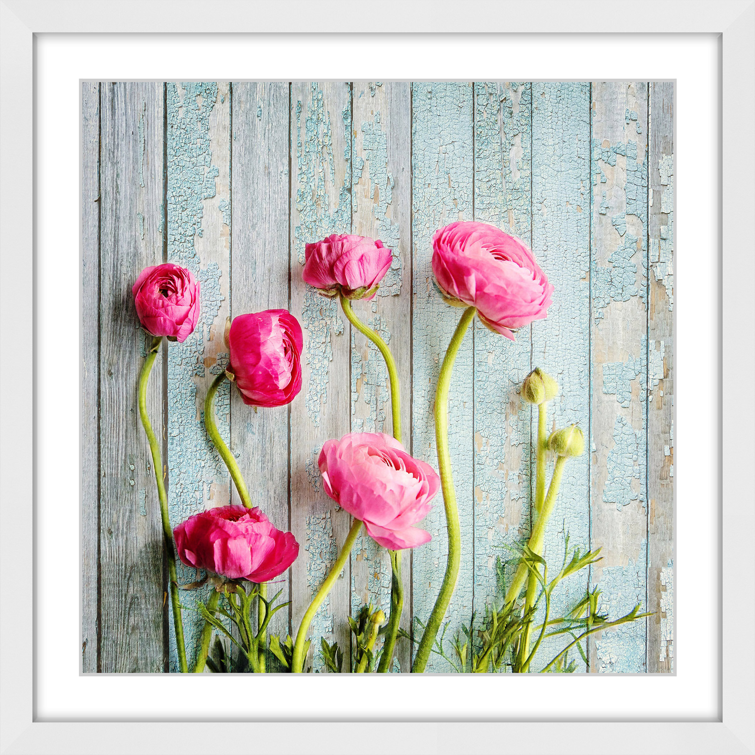 Marmont Hill 'Pink Ranunculus' by Sylvia Cook Framed Painting Print ...