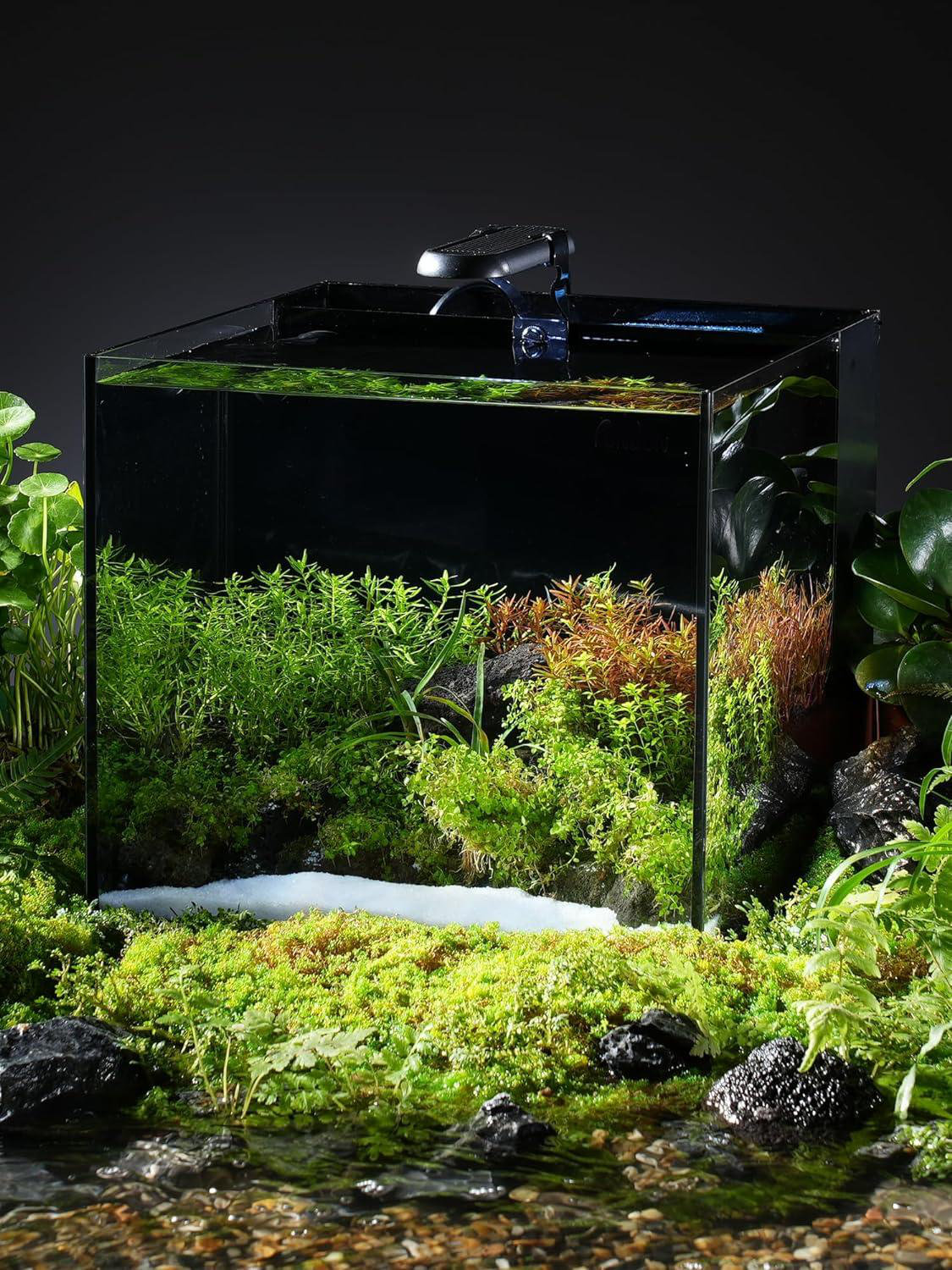 Tucker Murphy Pet™ 5 Gallon Fish Tank, Low Iron Rimless Glass Aquarium ...