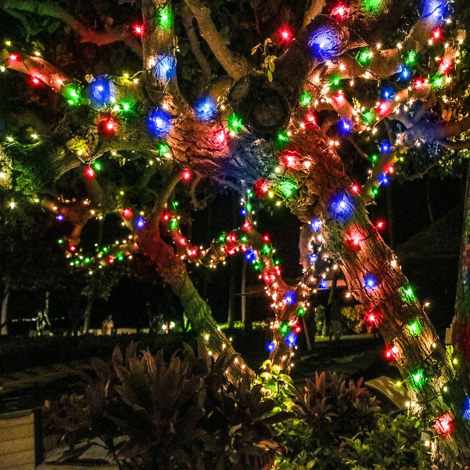 The Holiday Aisle® Gasan 5.6' Outdoor 125 - Bulb Wide Angle LED Mini ...