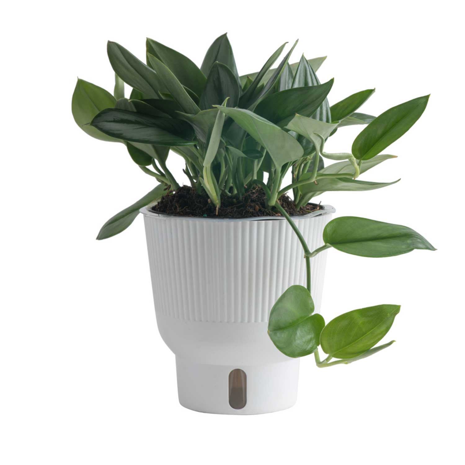 Costa Farms Indoor Trending Tropicals Collection Sterling Silver House ...