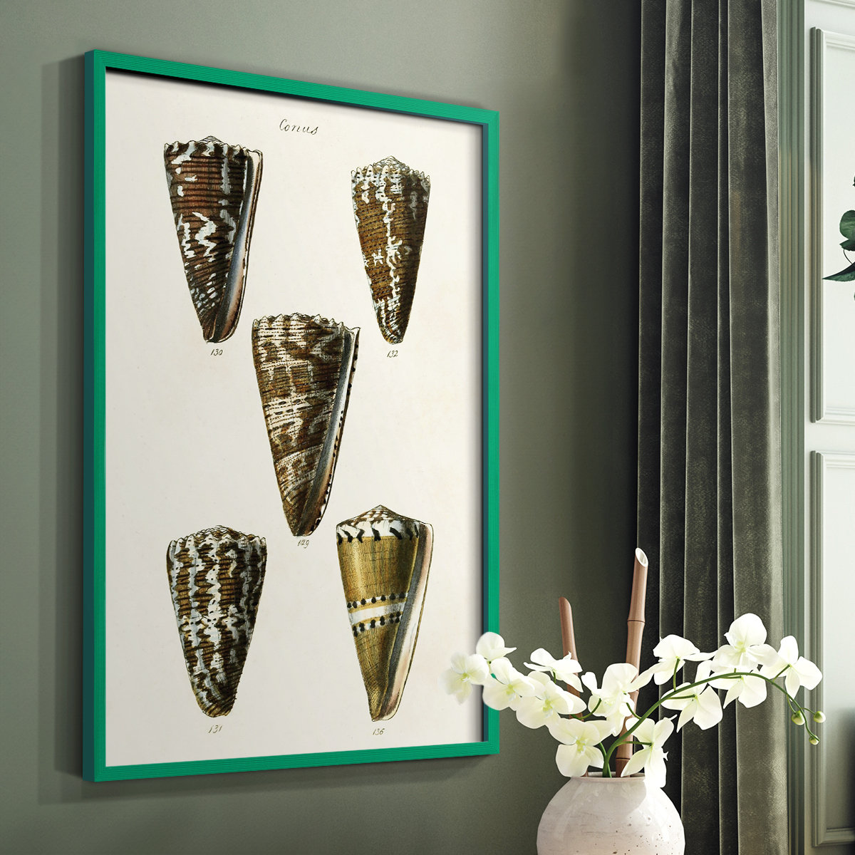 Highland Dunes Cone Shell Collection V Framed Print - Solid Wood | Wayfair