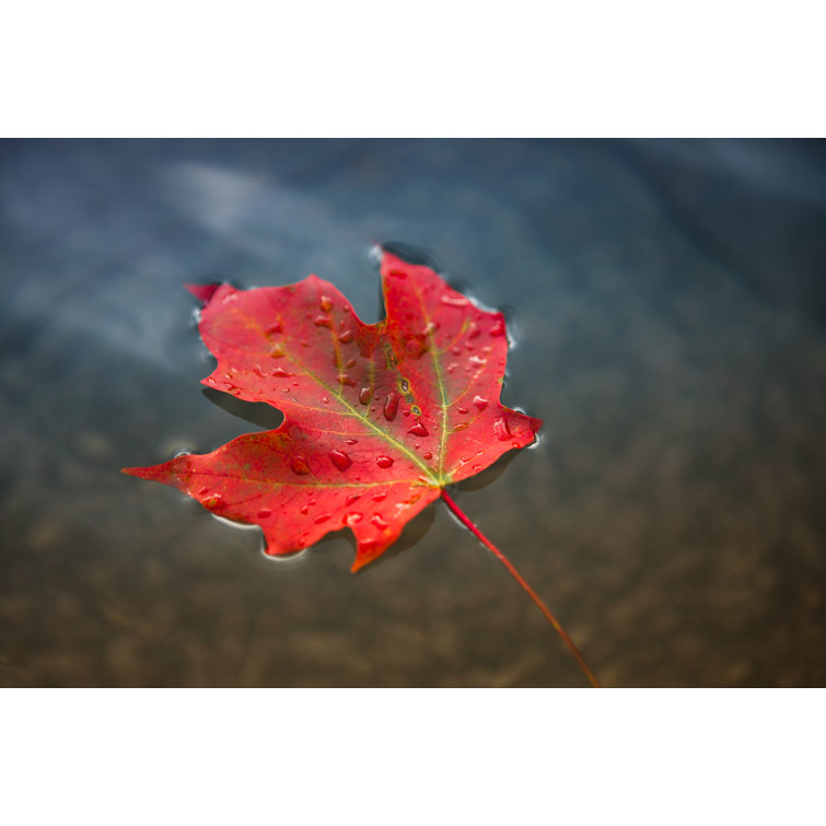 17 Stories Maple Leaf by Pgiam - Wrapped Canvas Art Prints | Wayfair.co.uk