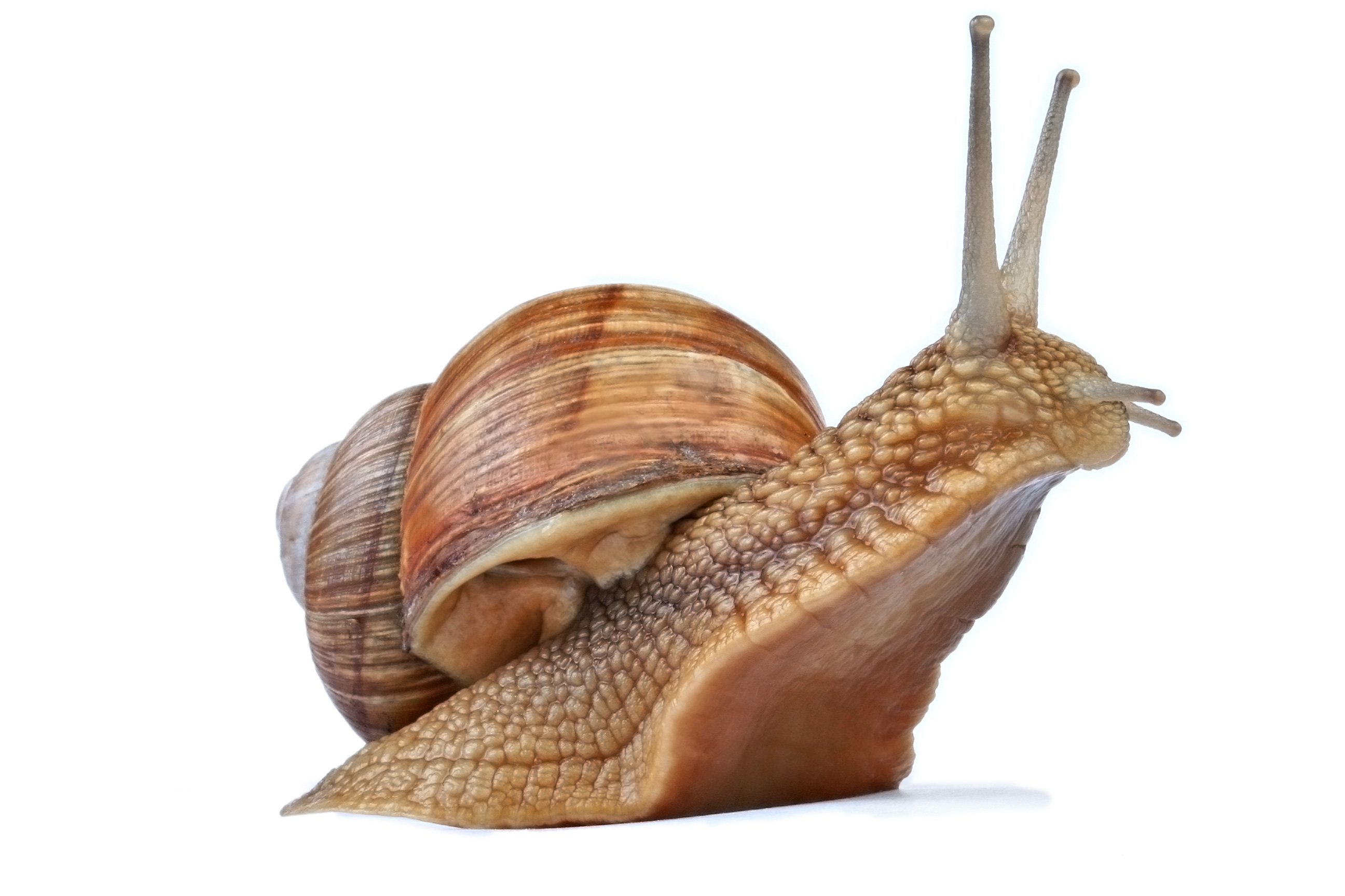 Ebern Designs Snail Against White - Wrapped Canvas Photograph | Wayfair ...
