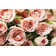 Fairmont Park Danube Spray Roses - Wrapped Canvas Print | Wayfair.co.uk