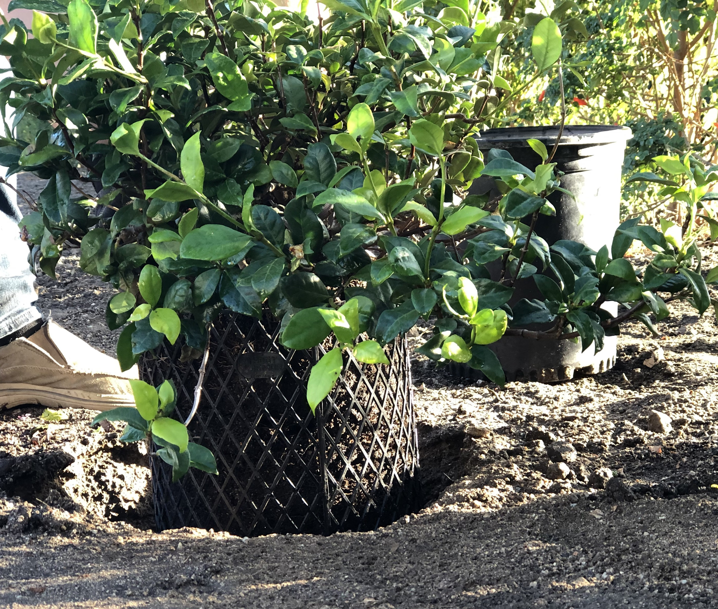 Root Armor Root Armour 10" 4/Pk (4 total units) & Reviews - Wayfair Canada