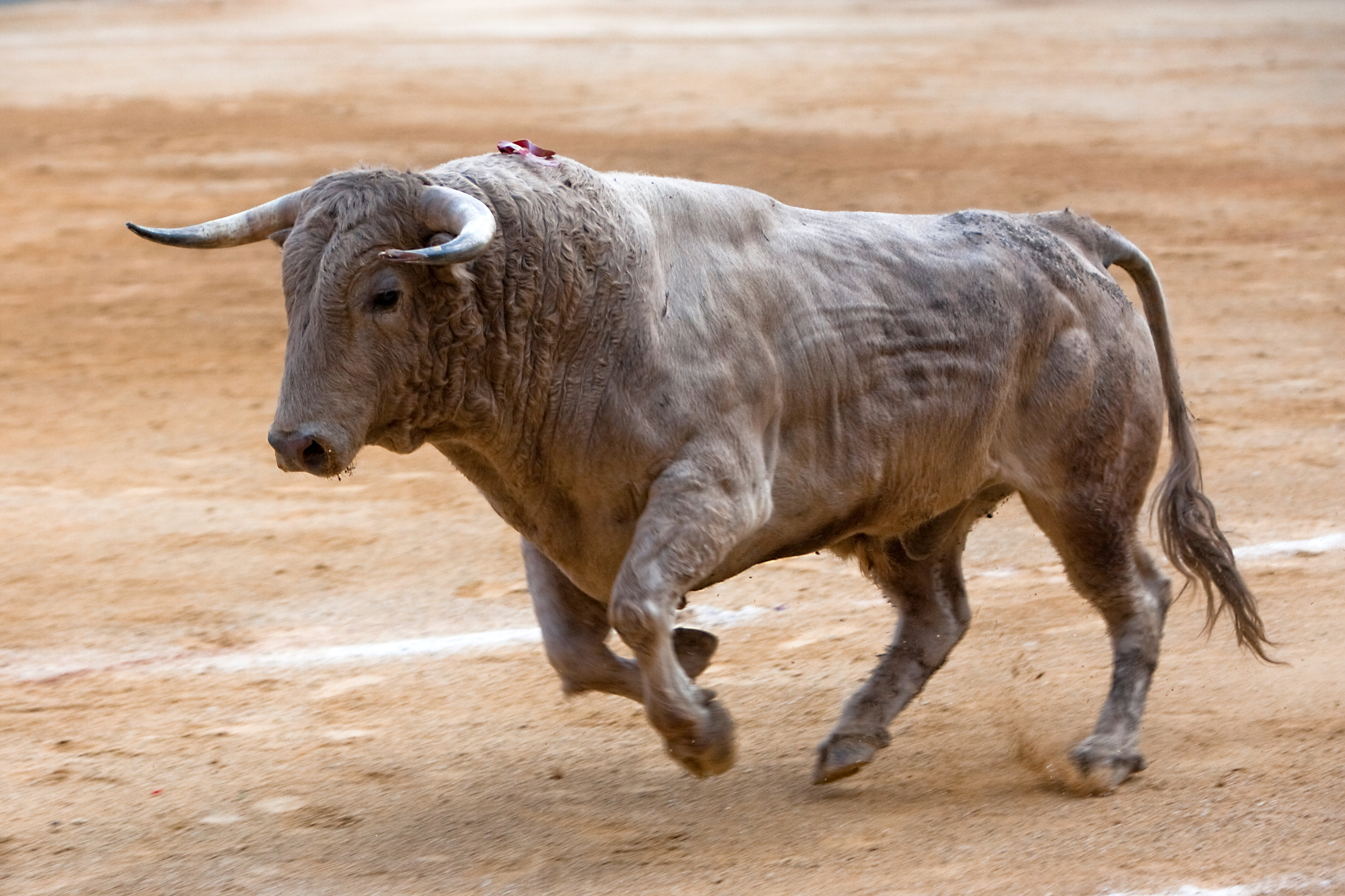 Gracie Oaks Brave Bull In A Bullfight, Spain by - Wrapped Canvas ...