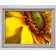 Bright Star Sunflower Side - Single Picture Frame Art Prints | Wayfair ...