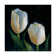 Trademark Art Hall Groat Ii " White Tulips Black " by Hall Groat Ii on ...