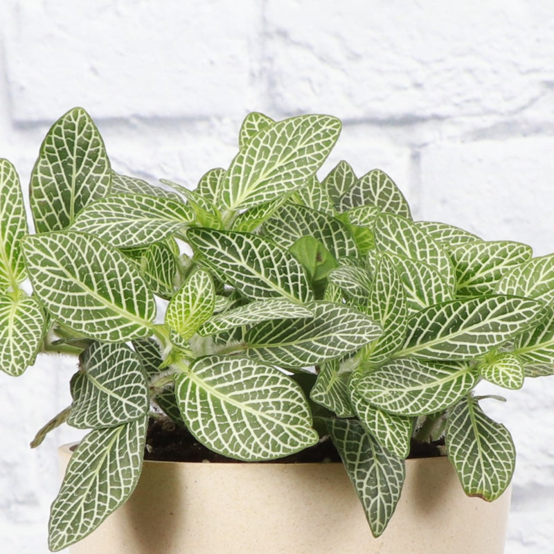 Thorsen's Greenhouse Live White Fittonia Nerve Plant in Classic Pot ...