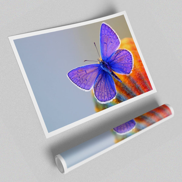 August Grove Purple Butterfly - Single Picture Frame Print | Wayfair.co.uk