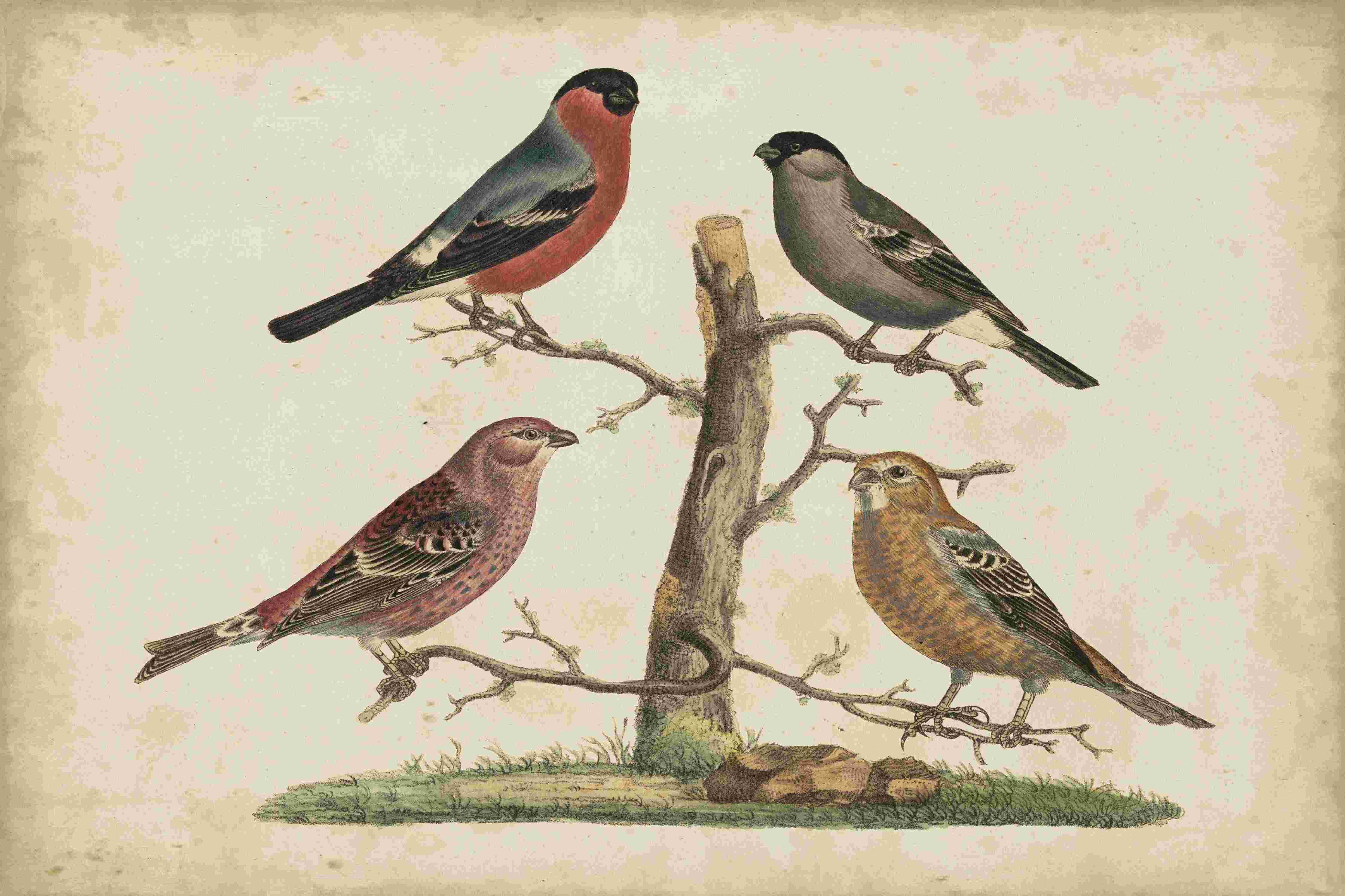 Red Barrel Studio Bull Finches - Wayfair Canada