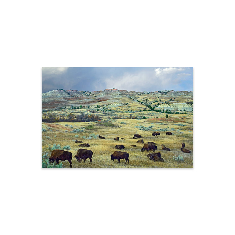 Union Rustic Kalianne American Bison Herd Grazing On Shortgrass Praire ...