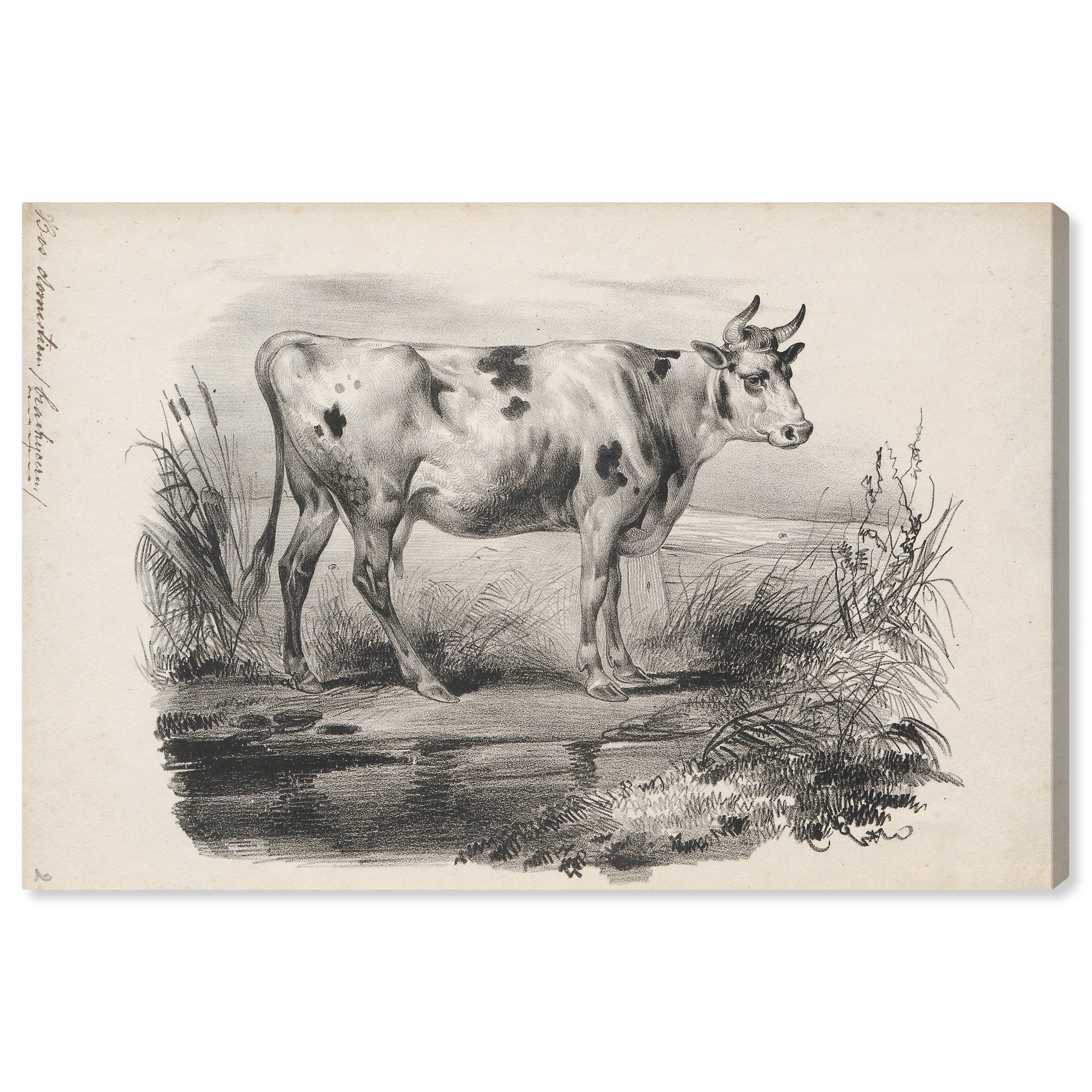 Oliver Gal Prints Animals Bos Domesticus II Farm Animals by Oliver Gal ...