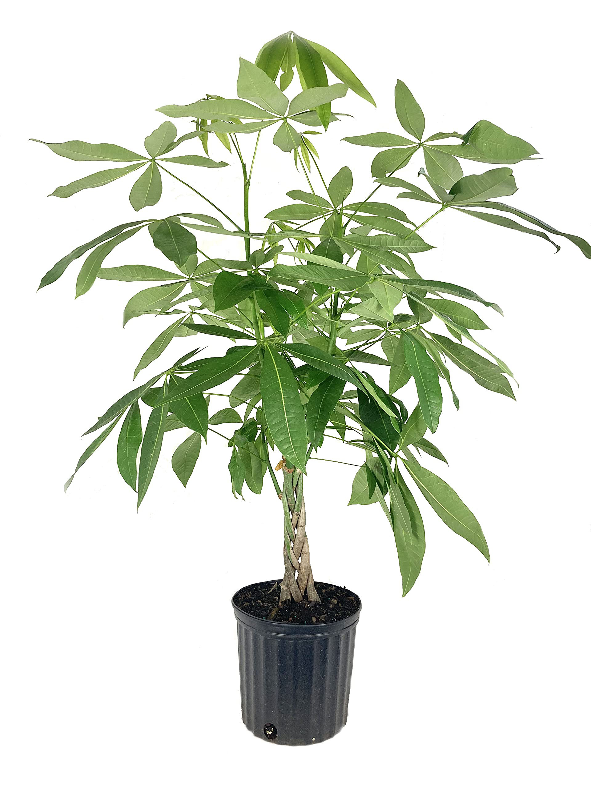 Wekiva Foliage LLC Money Tree Braid - Live Plant in an 10 Inch Growers ...