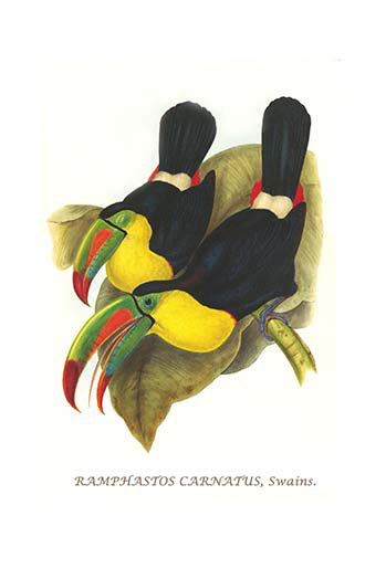 Buyenlarge Rainbow Or Keel Billed Toucan by John Gould Print - Wayfair ...
