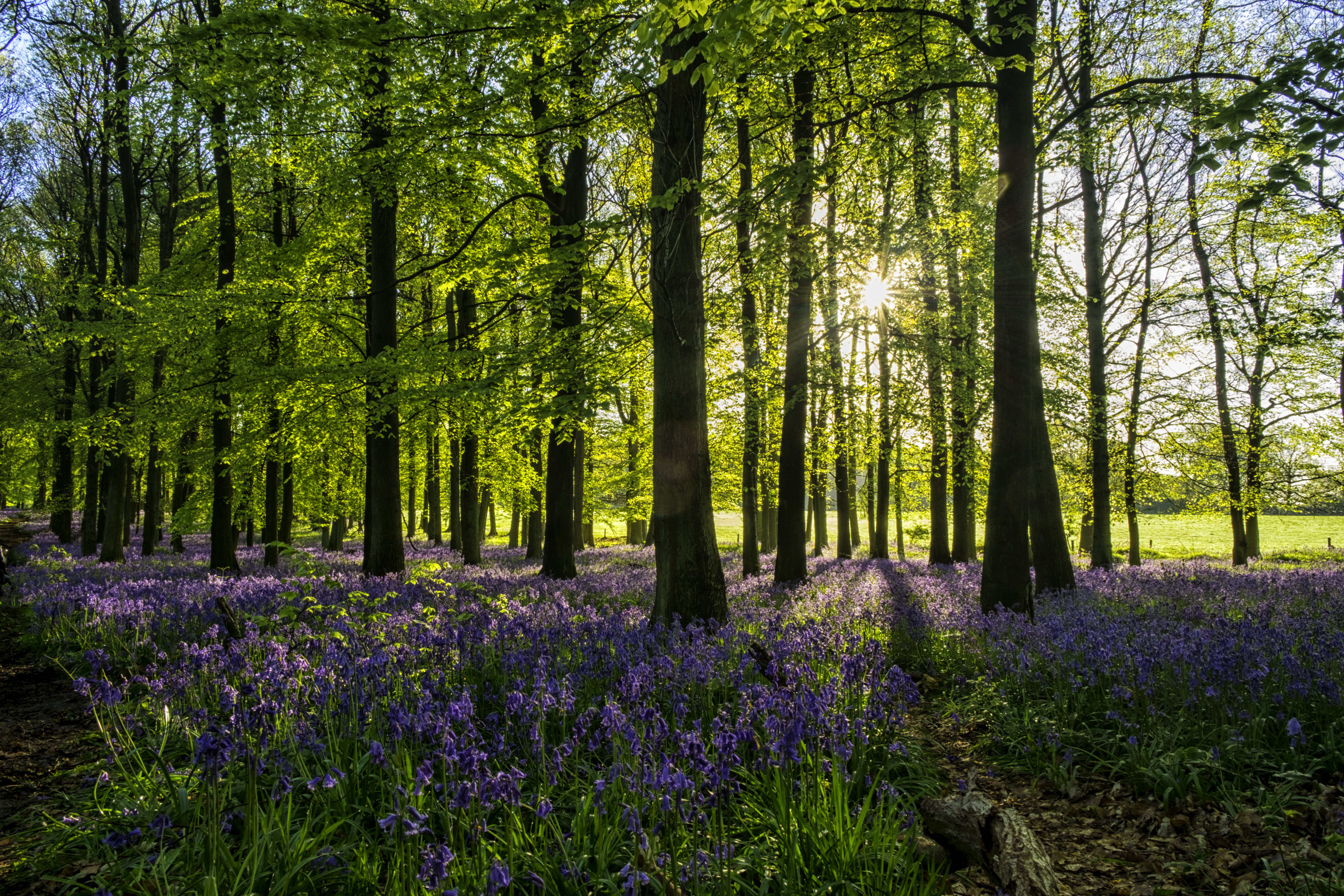 Alpen Home Sunbeams in English Beechwood by Simonbradfield - Wrapped ...