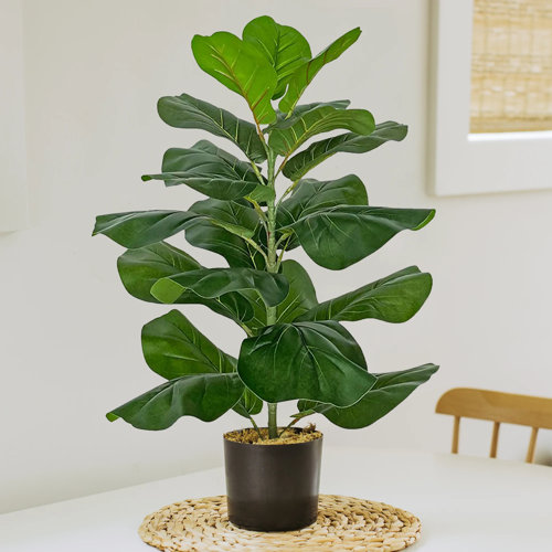 Wayfair | Indoor Floor Plants You'll Love in 2023
