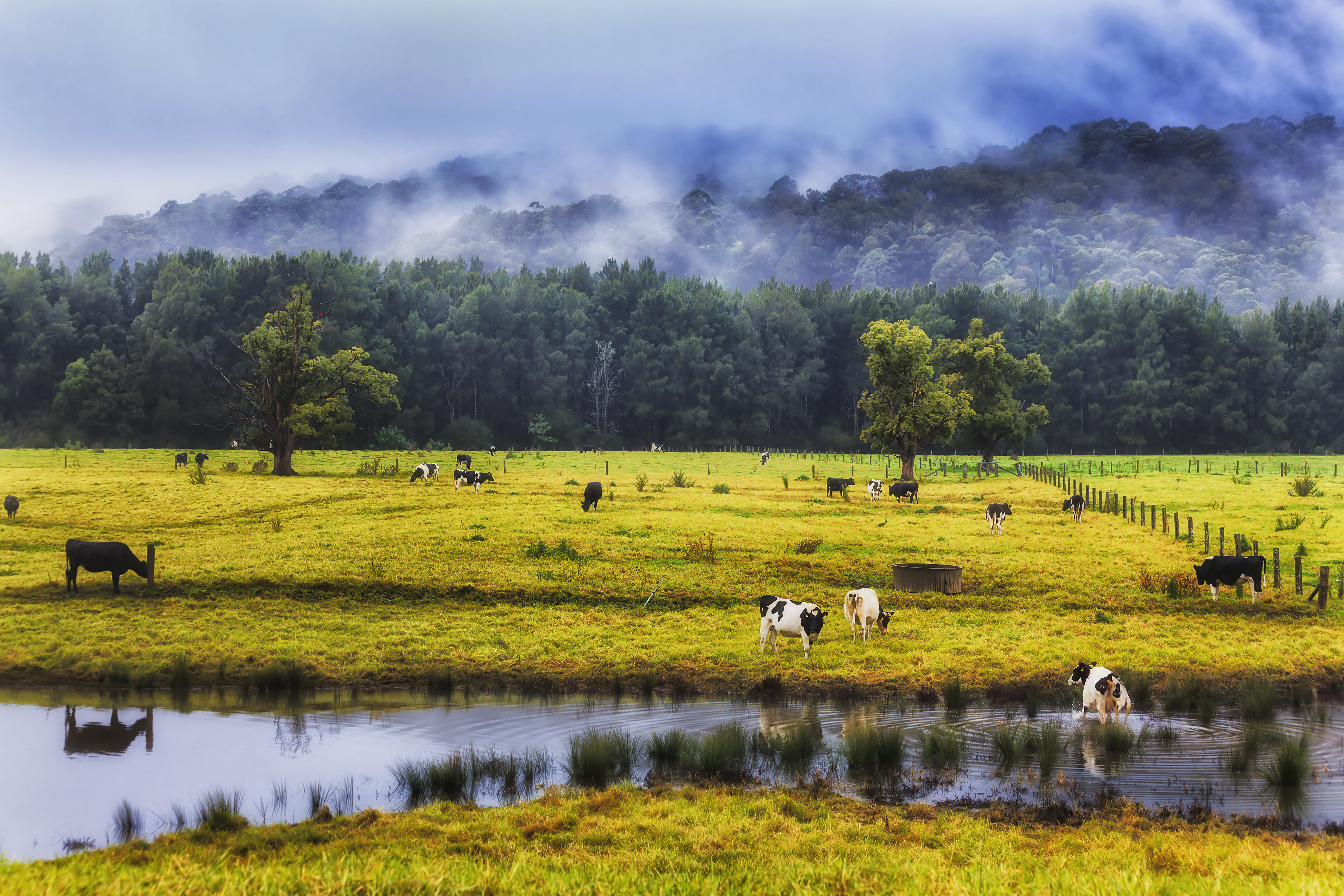 Brambly Cottage Farm Cows by Zetter - Print | Wayfair.co.uk