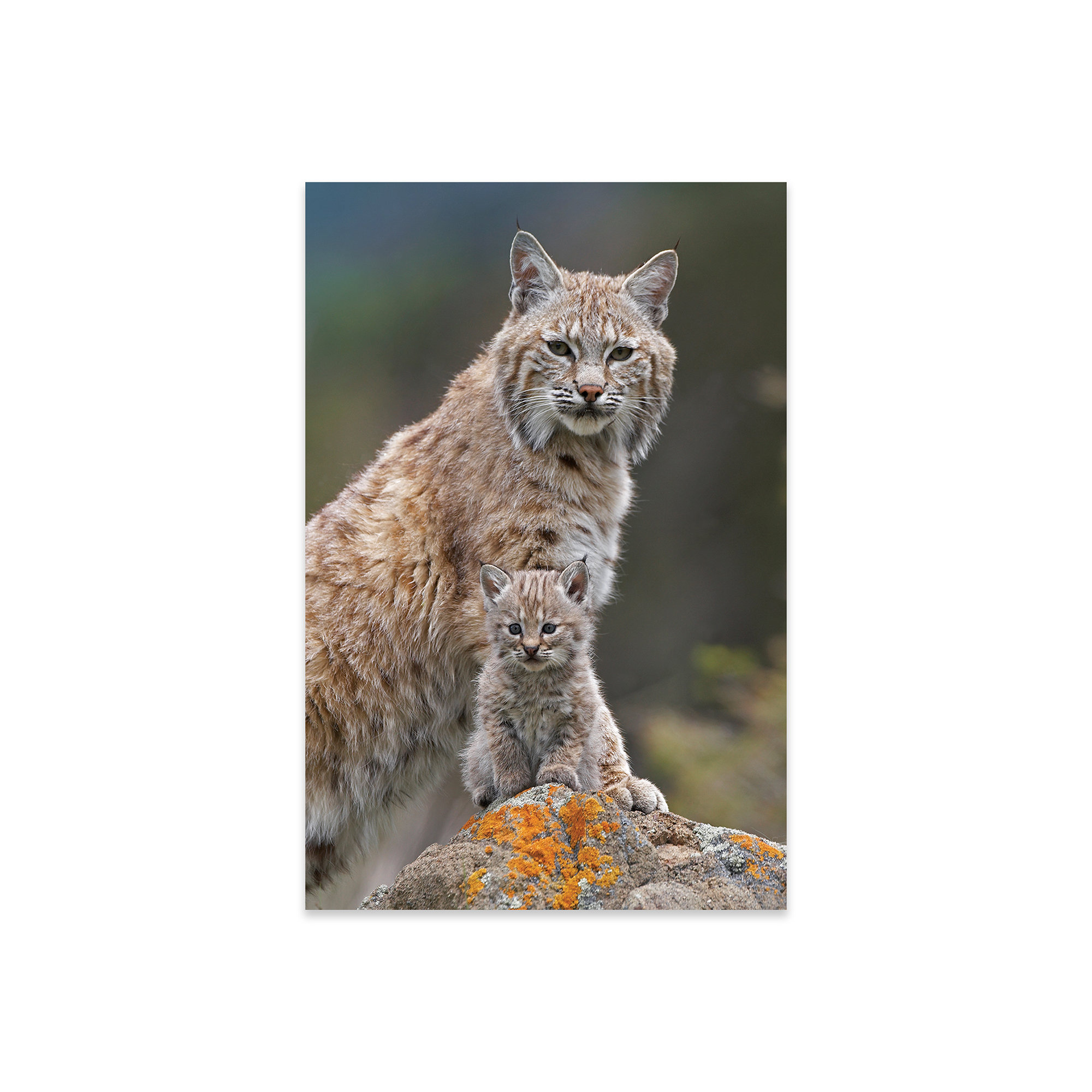 Latitude Run® Bobcat Mother and Kitten, North America by Tim Fitzharris ...