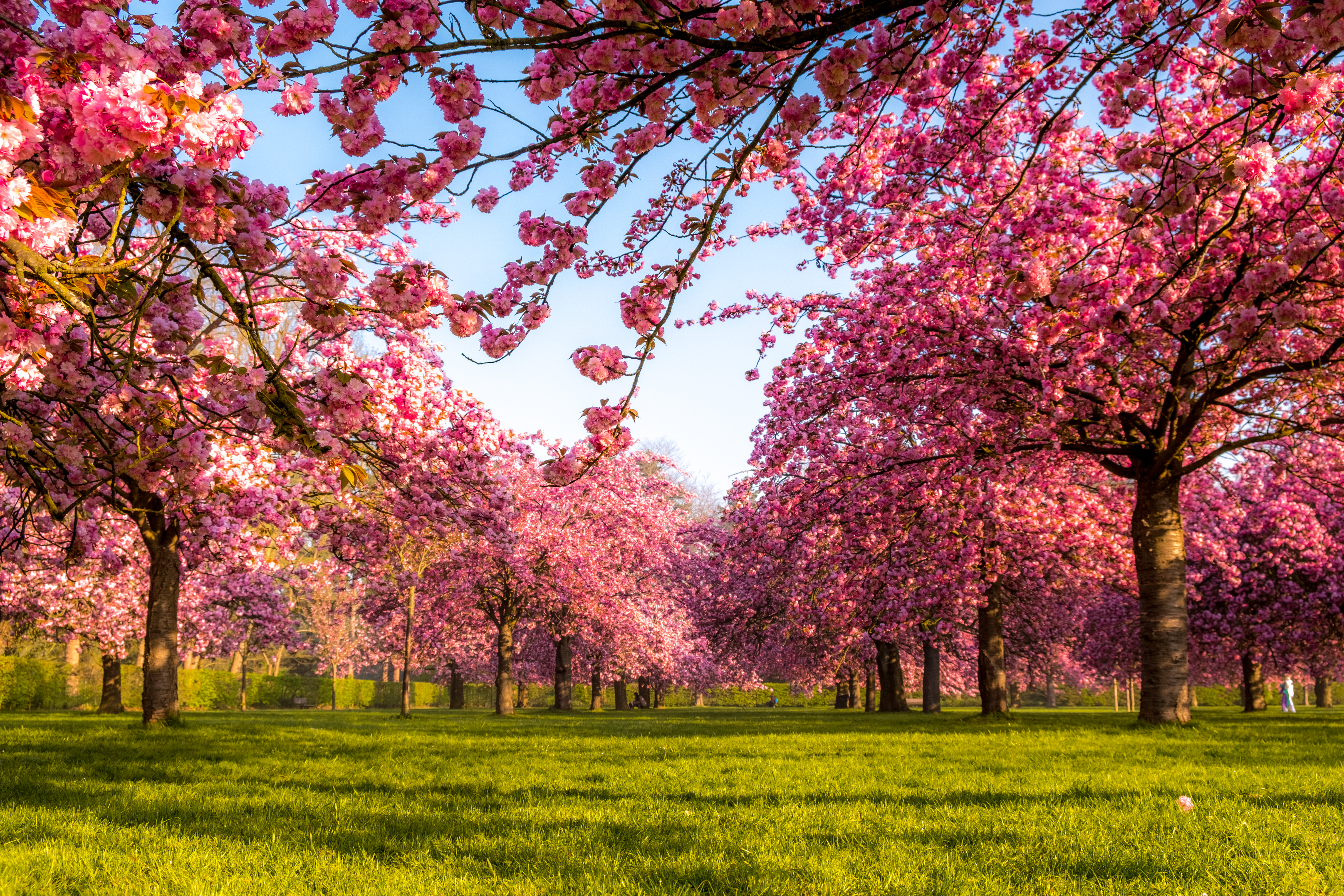 ClassicLiving Vibrant Cherry Tree - Print | Wayfair.co.uk