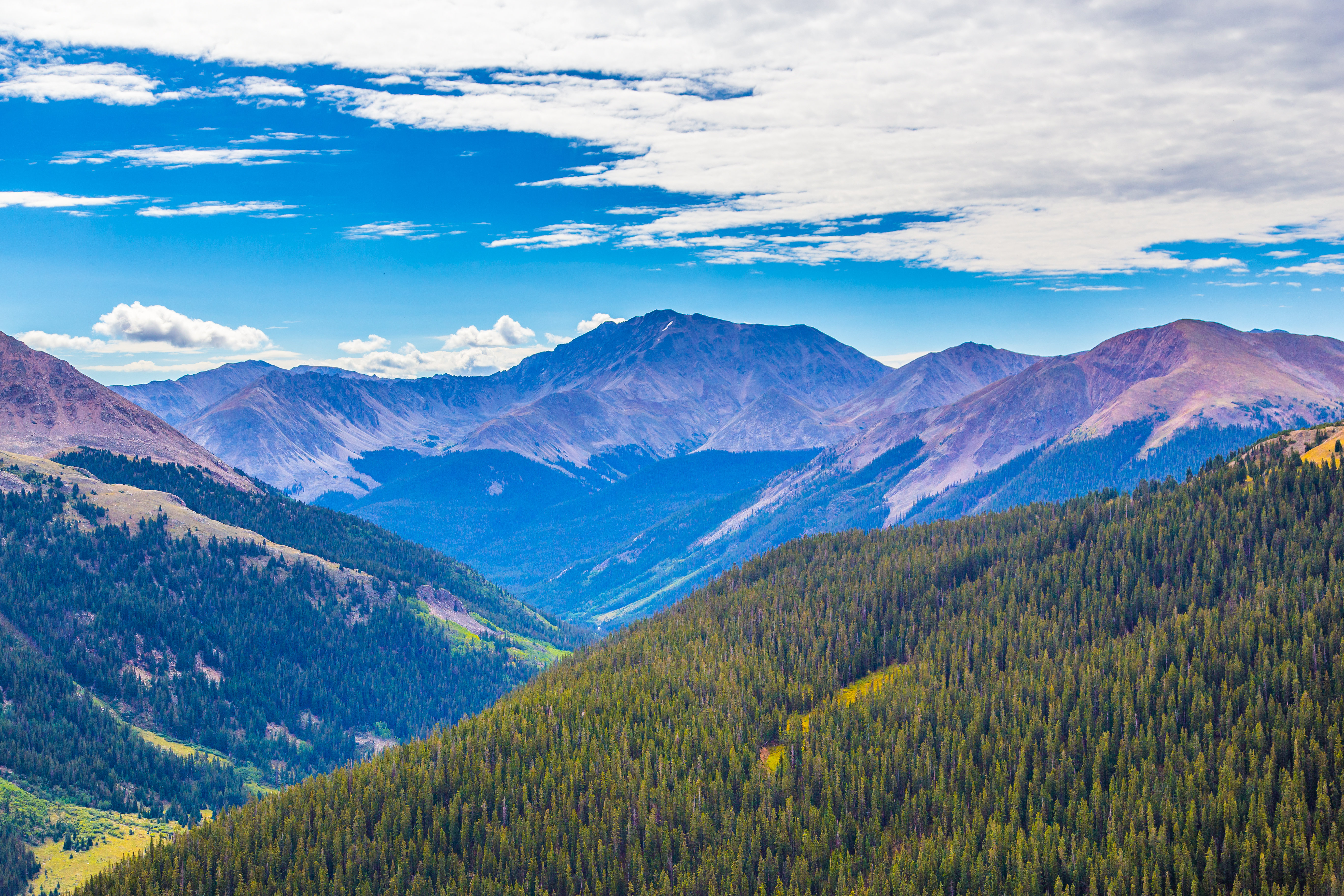 Millwood Pines Andreu Rocky Mountains Aspen, Colorado On Canvas by ...