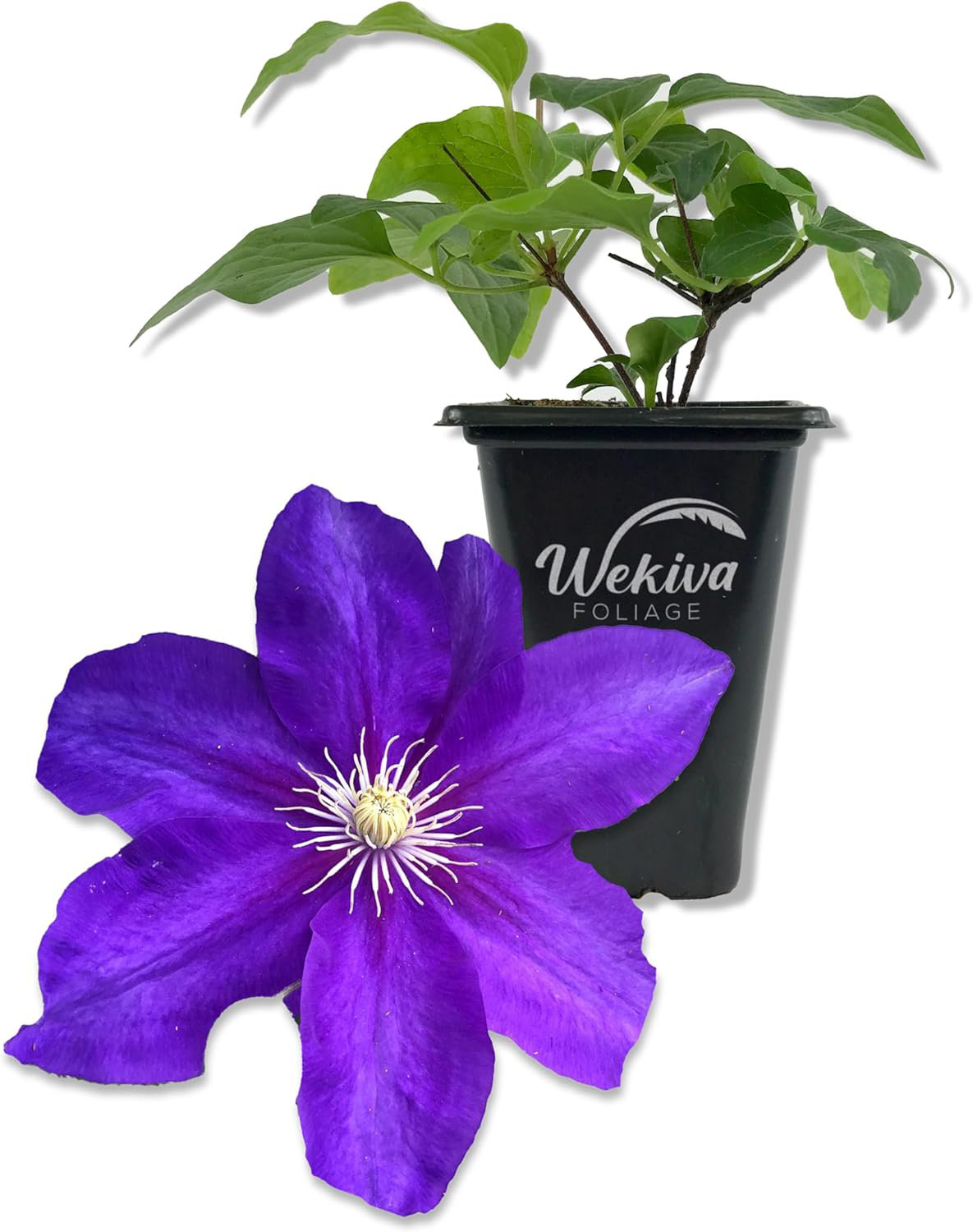 Wekiva Foliage LLC Clematis Duchess of Cornwall - Live Starter Plant in ...