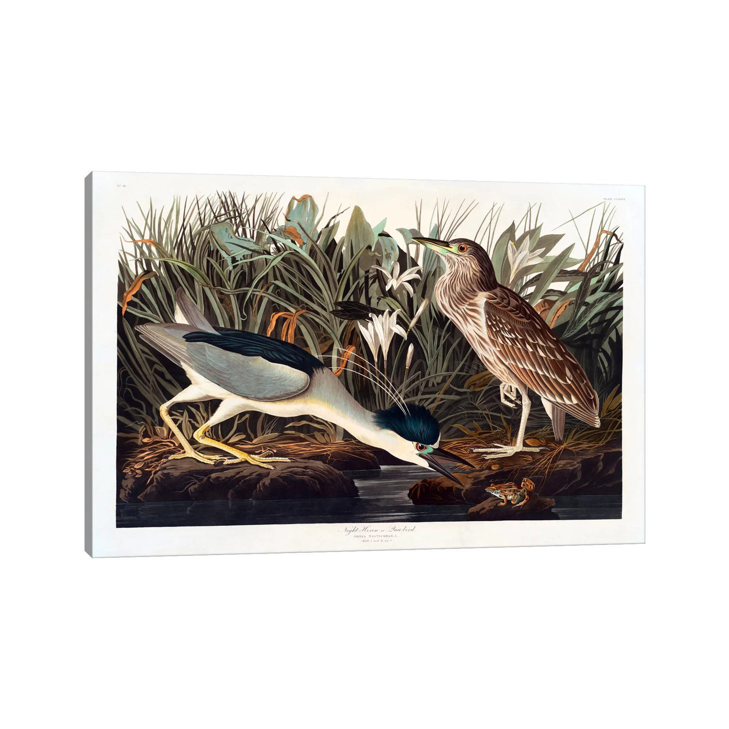 House of Hampton Black-Crowned Night Heron Or Qua Bird | Wayfair.co.uk