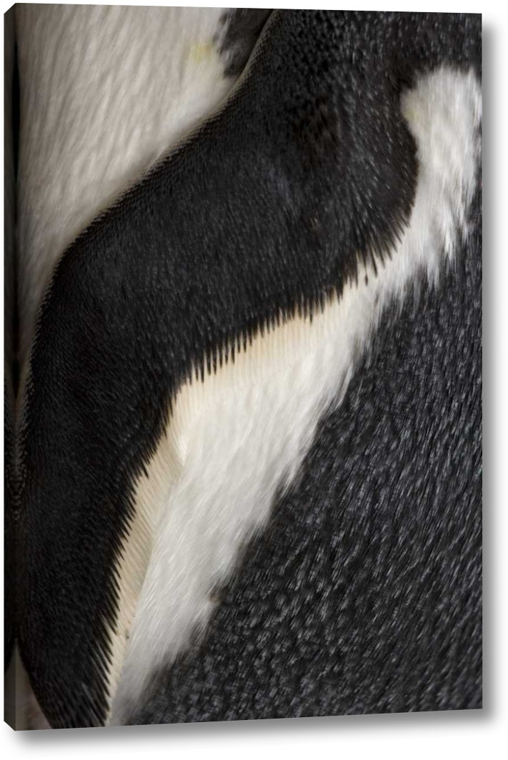 World Menagerie South Georgia Island Gentoo Penguin Flipper by Don ...