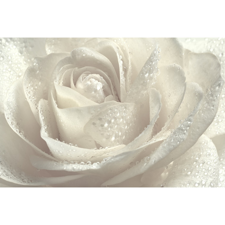 Ebern Designs Beautiful White Rose. - Wrapped Canvas Print | Wayfair.co.uk