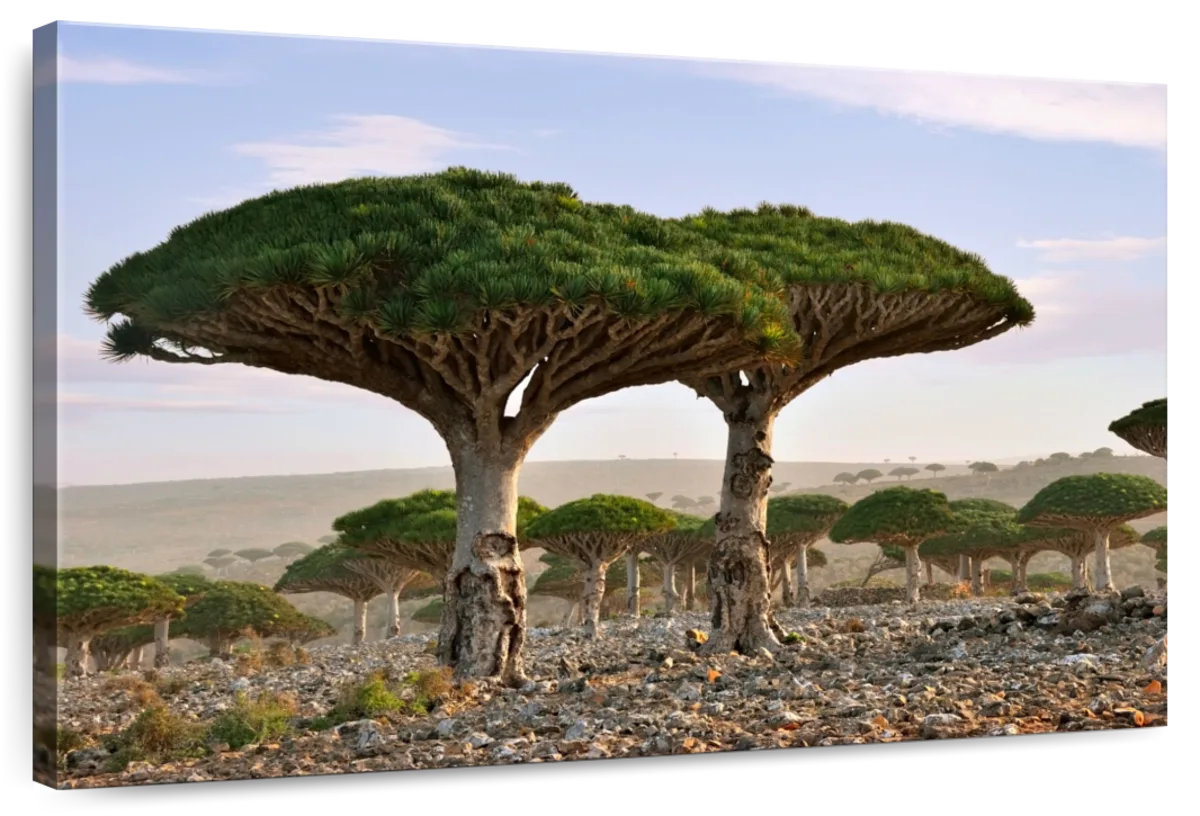Millwood Pines Alvord Two Socotra Dragon Trees - Wayfair Canada