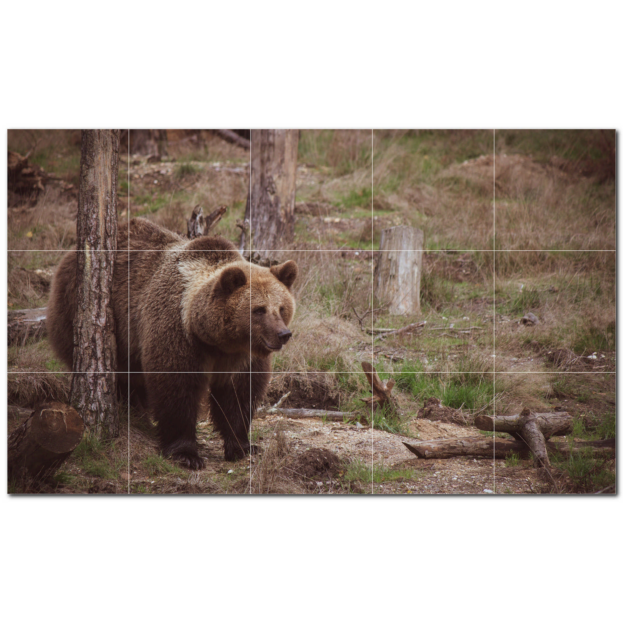 Picture-Tiles.com 40" x 24" Ceramic Bear Photo Decorative Mural Tile ...